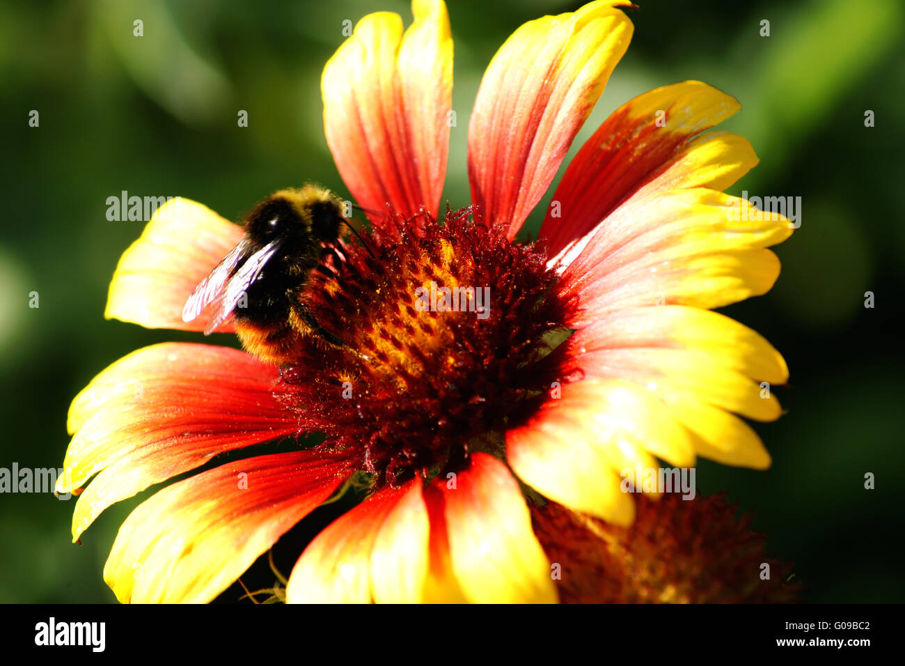 Bumblebee and flower Stock Photo - Alamy