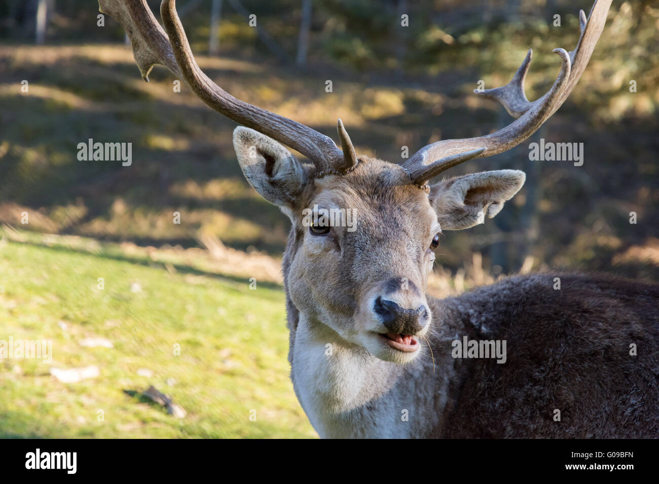 Wildlife portrait scenery hi-res stock photography and images - Alamy