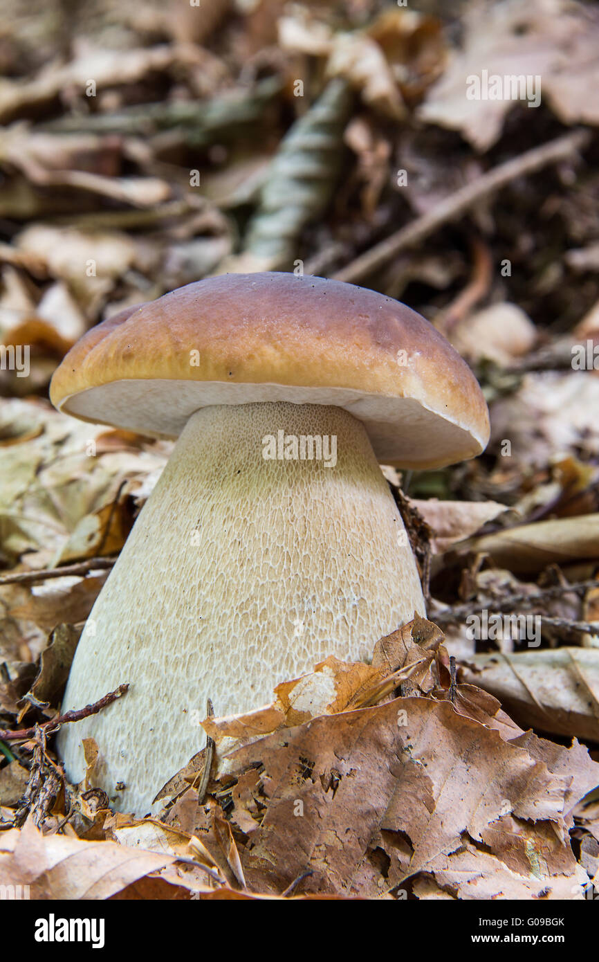 Boletus edulis 015 Stock Photo - Alamy