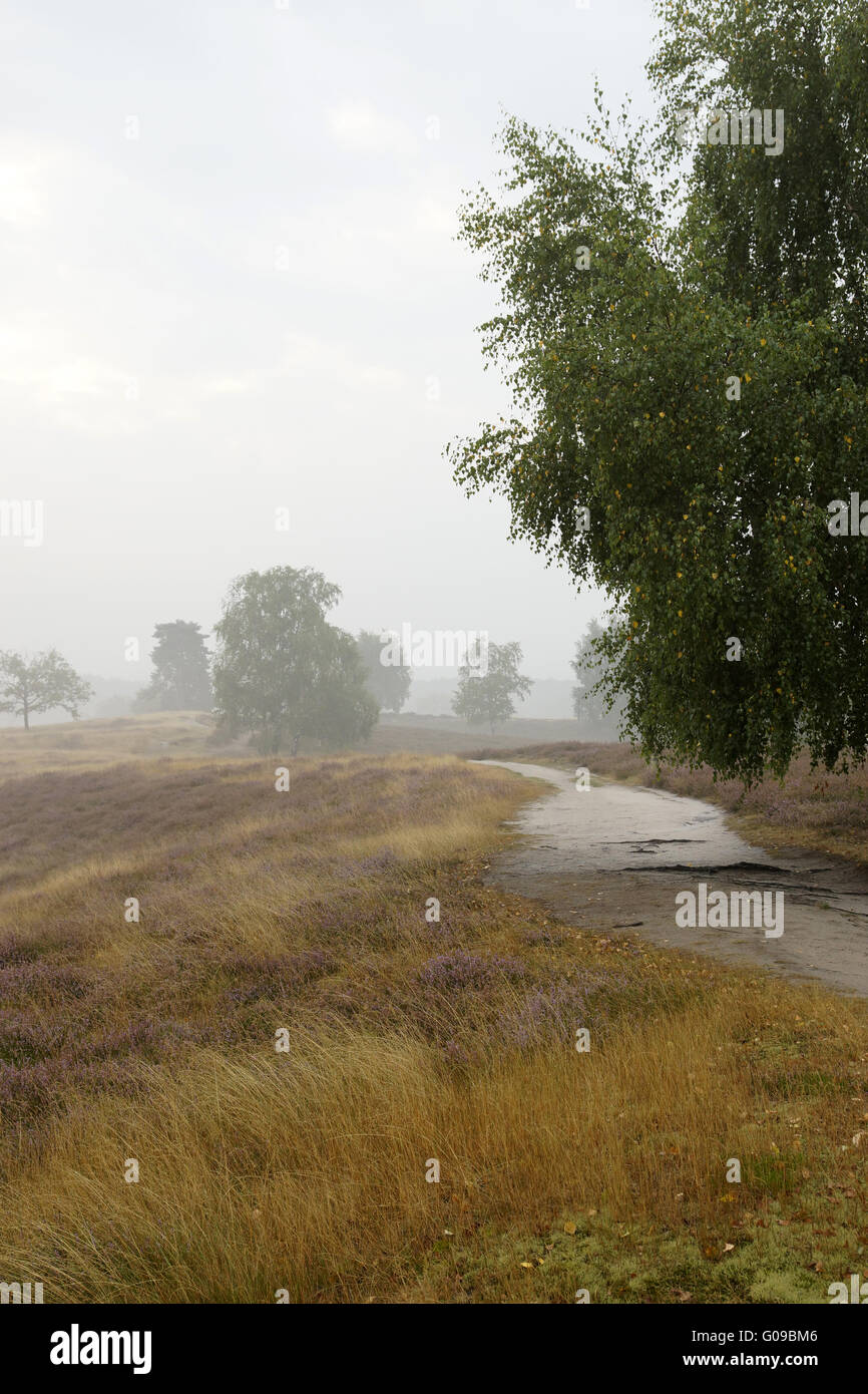 Heathlands in the early morning fog, Westruper Hei Stock Photo - Alamy