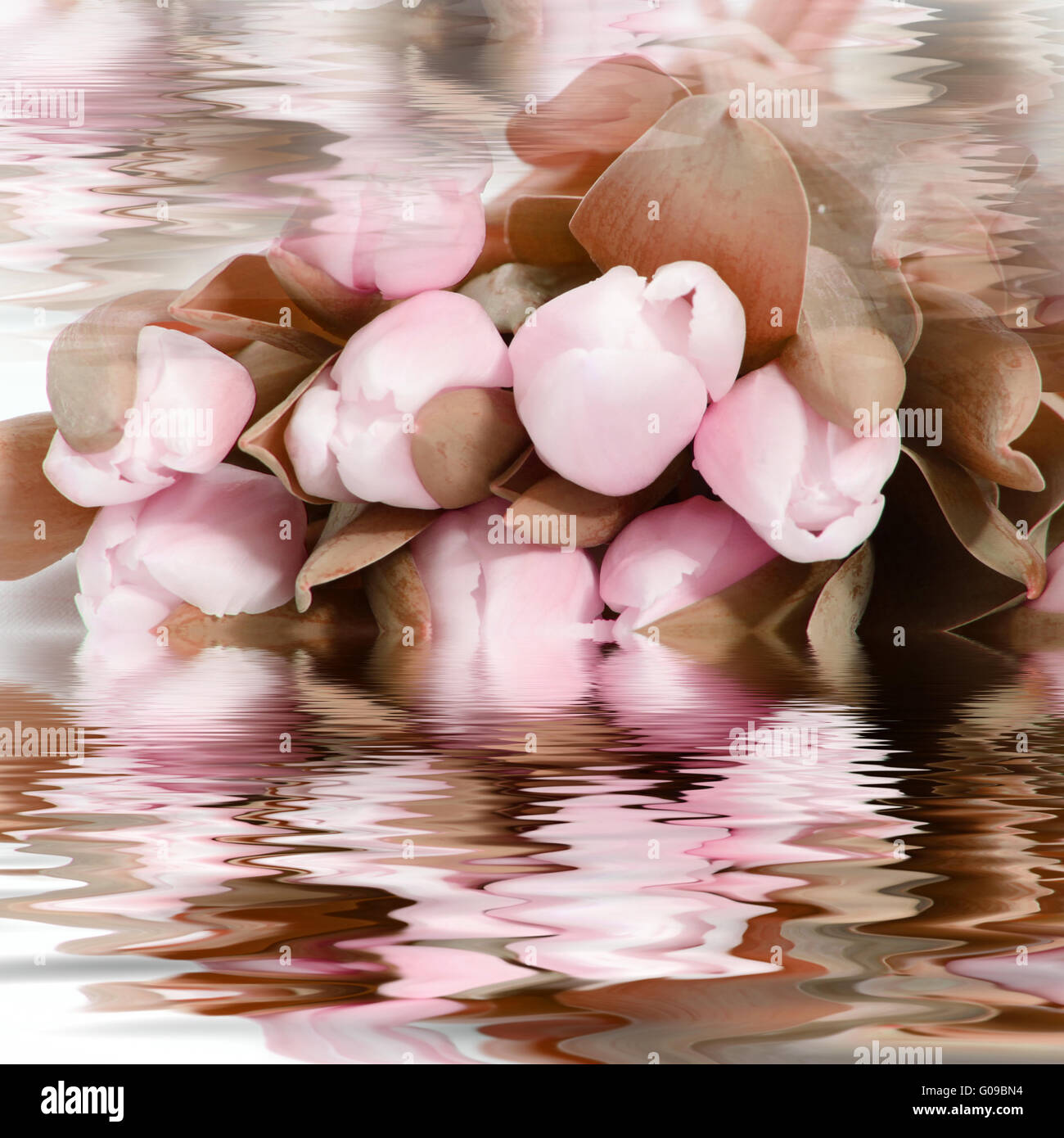 Pretty pink flowers reflected in water Stock Photo - Alamy