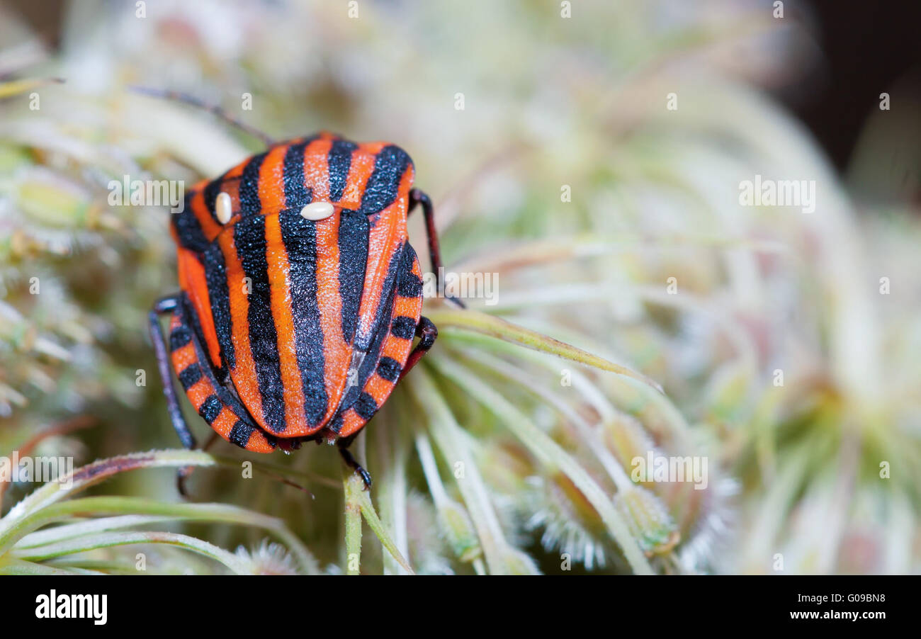 Stripes bug hi-res stock photography and images - Alamy