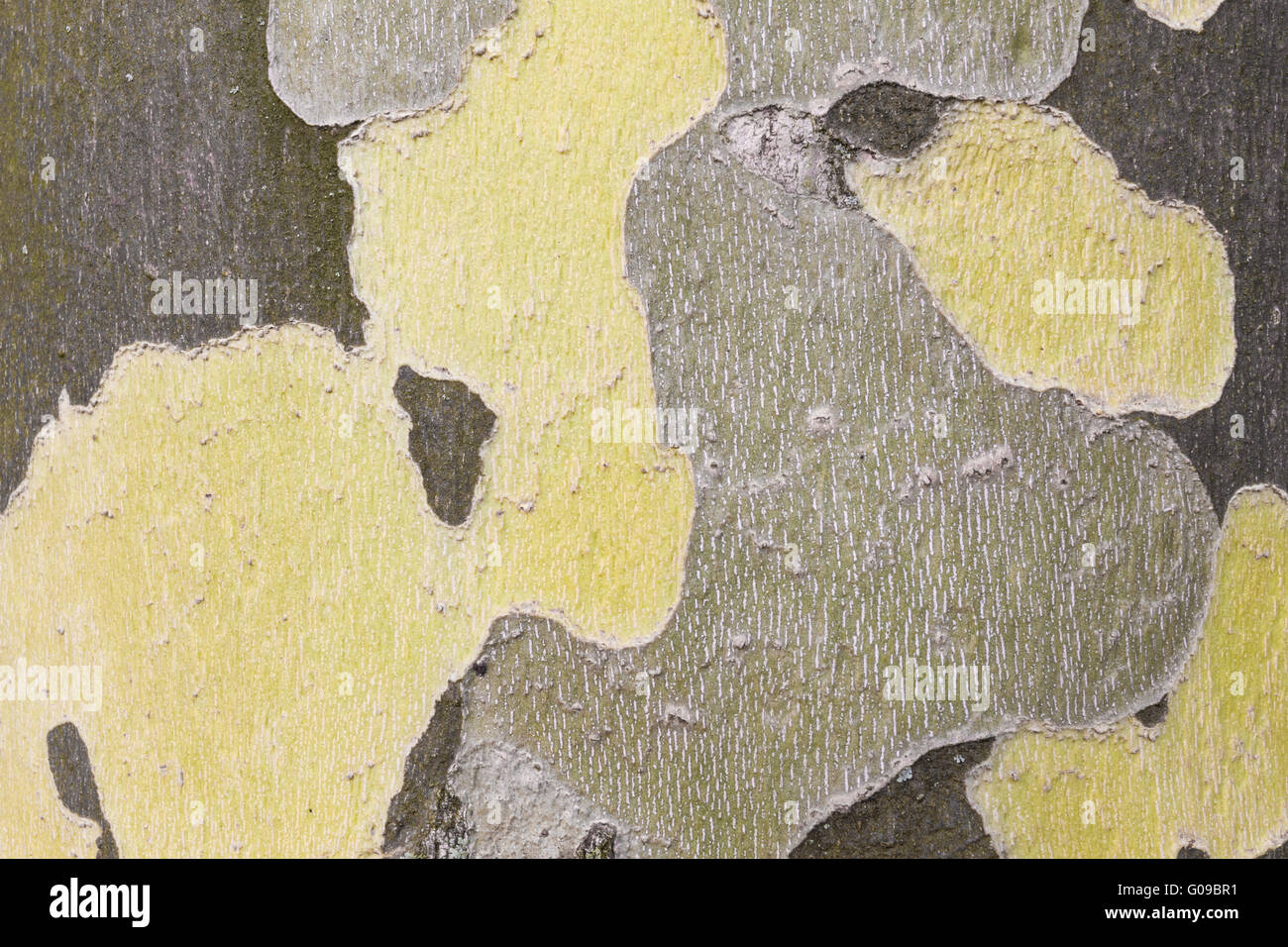 Surface of a tree in autumn in yellow and green Stock Photo - Alamy