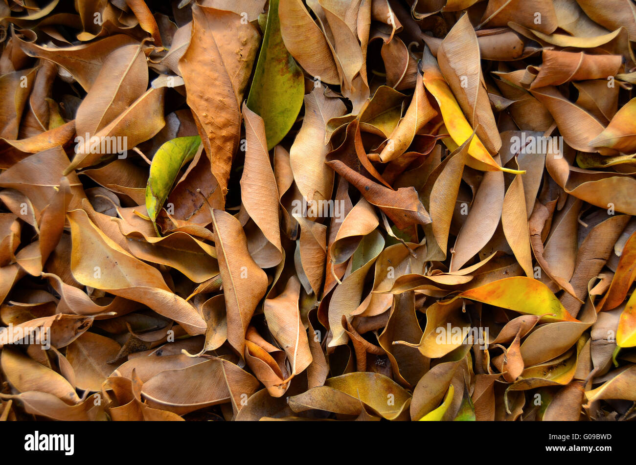 Background Texture Of Fallen Leaves In A Forest Stock Photo - Alamy