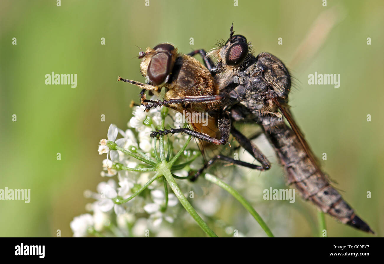 Fly hunting hi-res stock photography and images - Alamy
