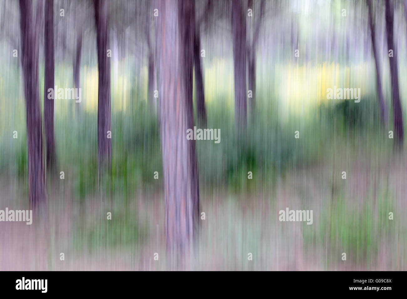 Blurred Trees 002 Stock Photo - Alamy