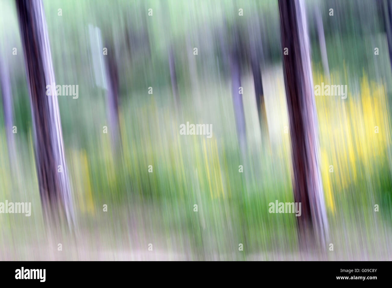 Blurred Trees 001 Stock Photo - Alamy
