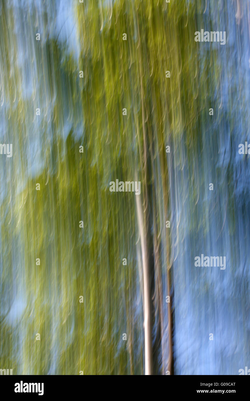 Blurred Trees 006 Stock Photo - Alamy