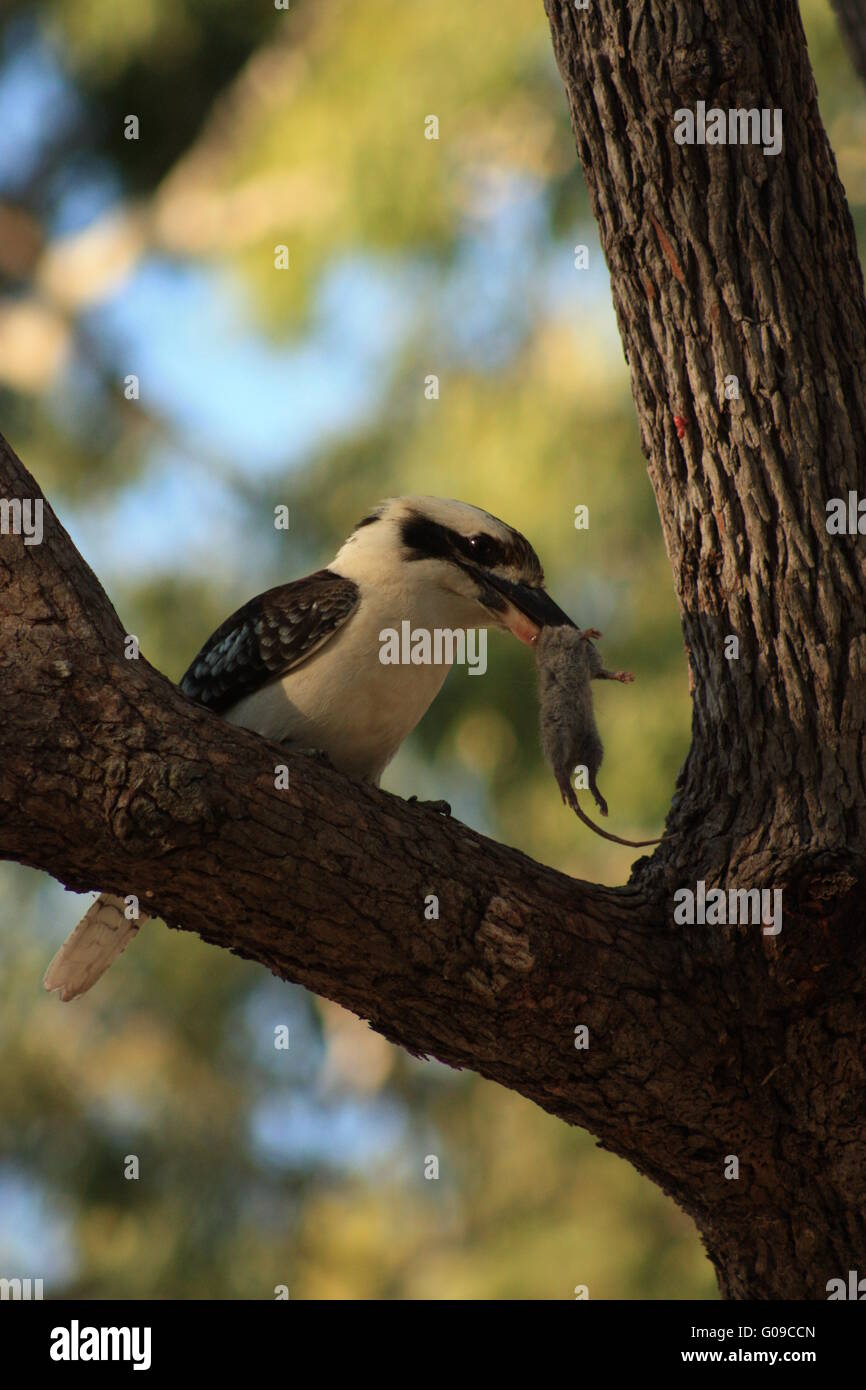 Tree mouse hi-res stock photography and images - Alamy