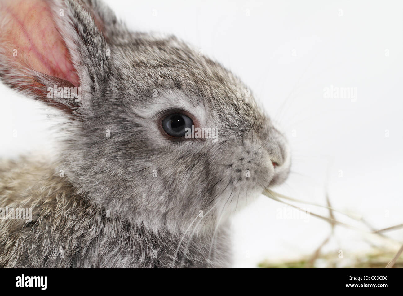 Gray rabbit bunny isolated on white background Stock Photo - Alamy