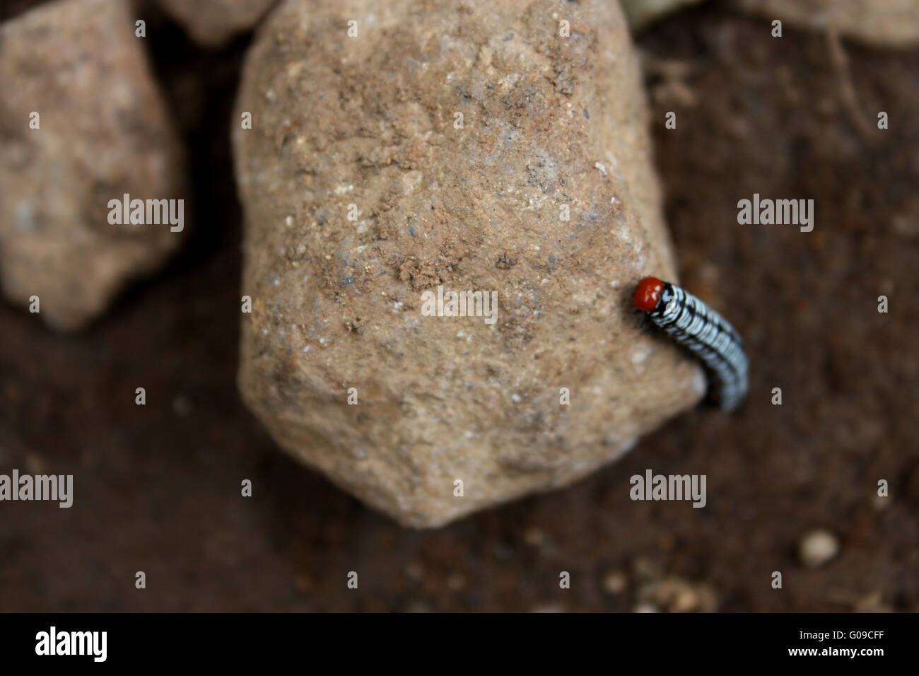 caterpillar on stone Stock Photo - Alamy