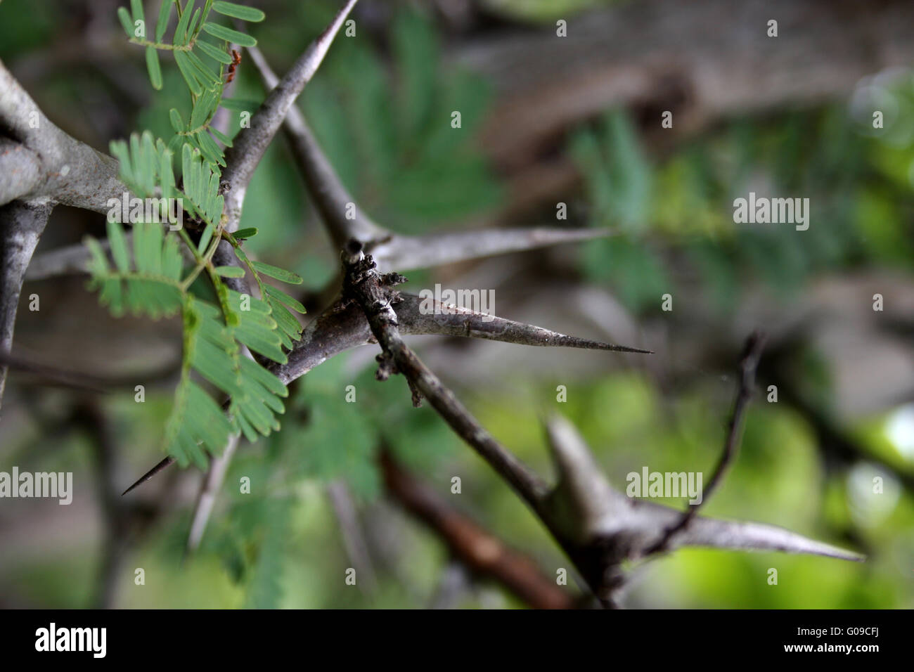 Grey thorn hi-res stock photography and images - Alamy