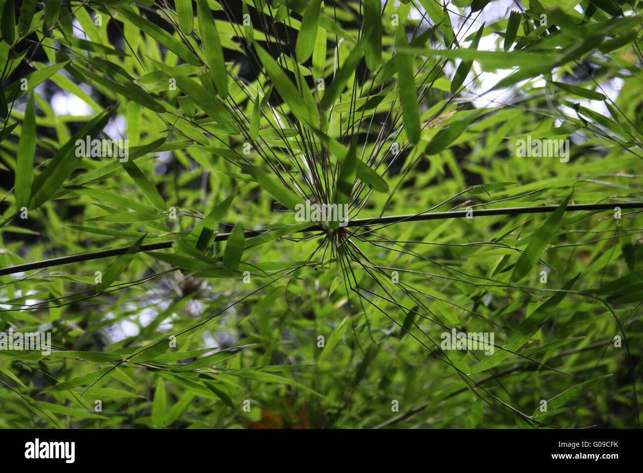 Bamboo leaves hi-res stock photography and images - Alamy