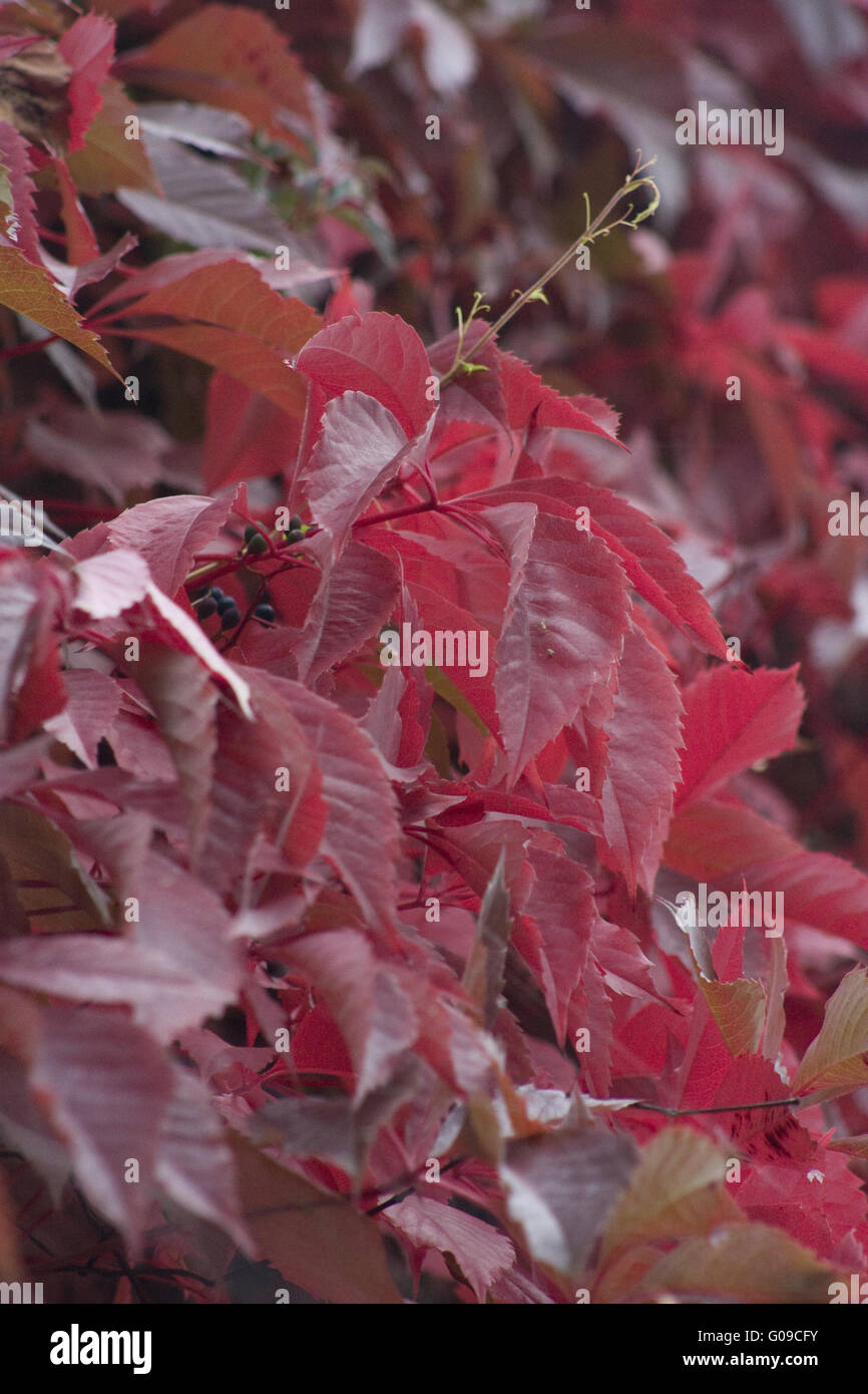 wild red wine Stock Photo - Alamy