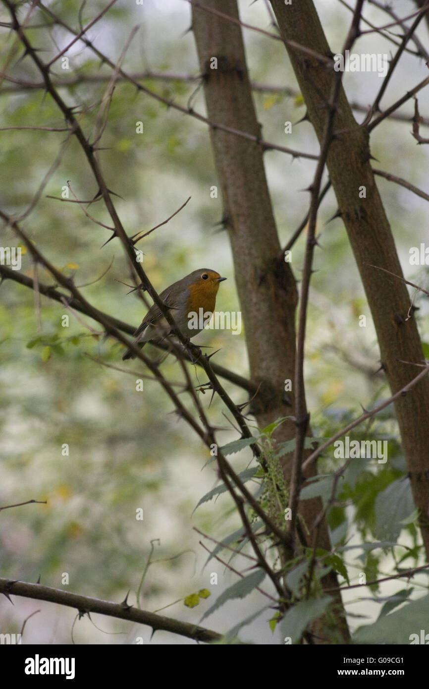 Robin baum hi-res stock photography and images - Alamy