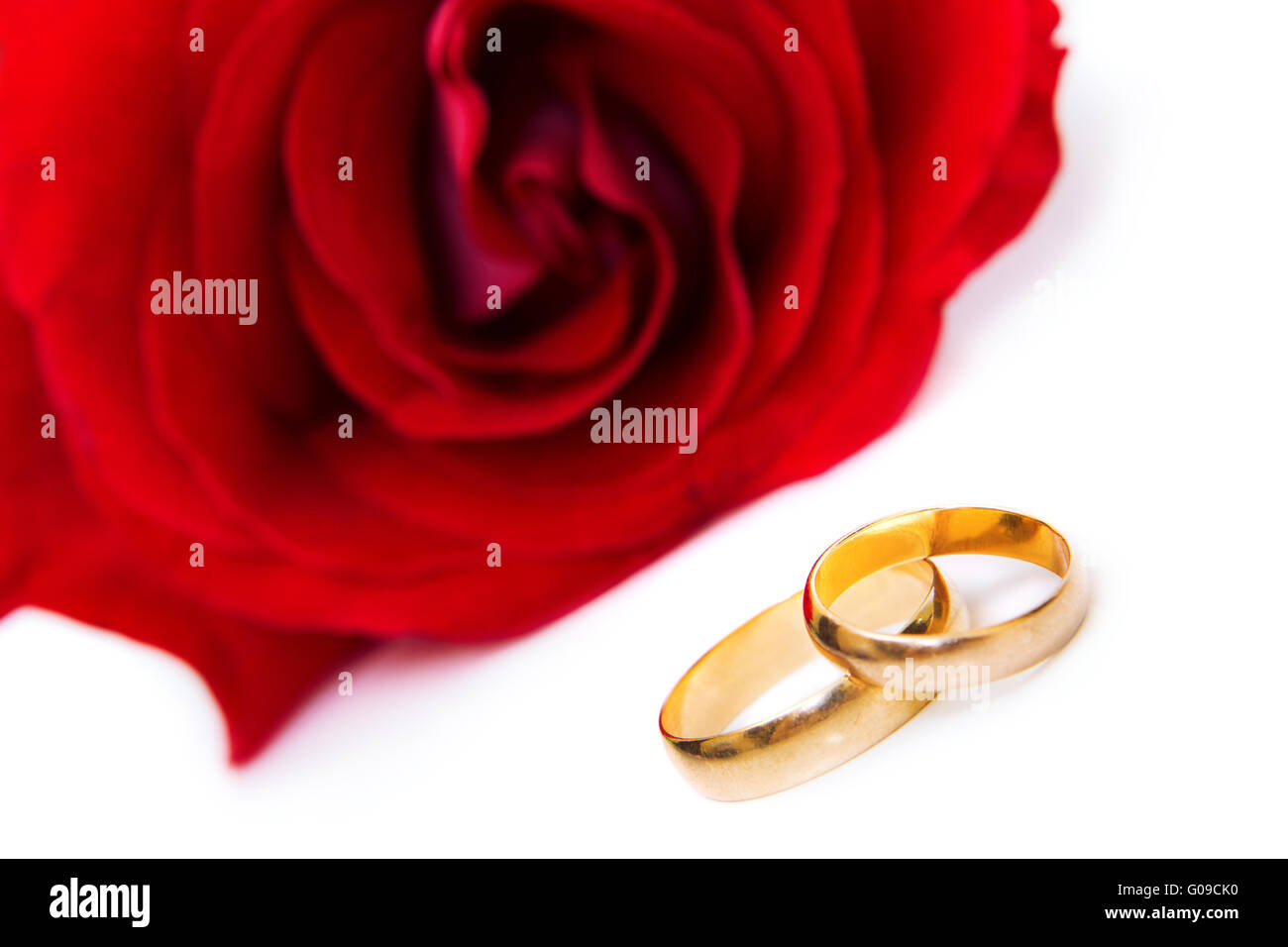 Brightly red rose with two wedding rings Stock Photo - Alamy