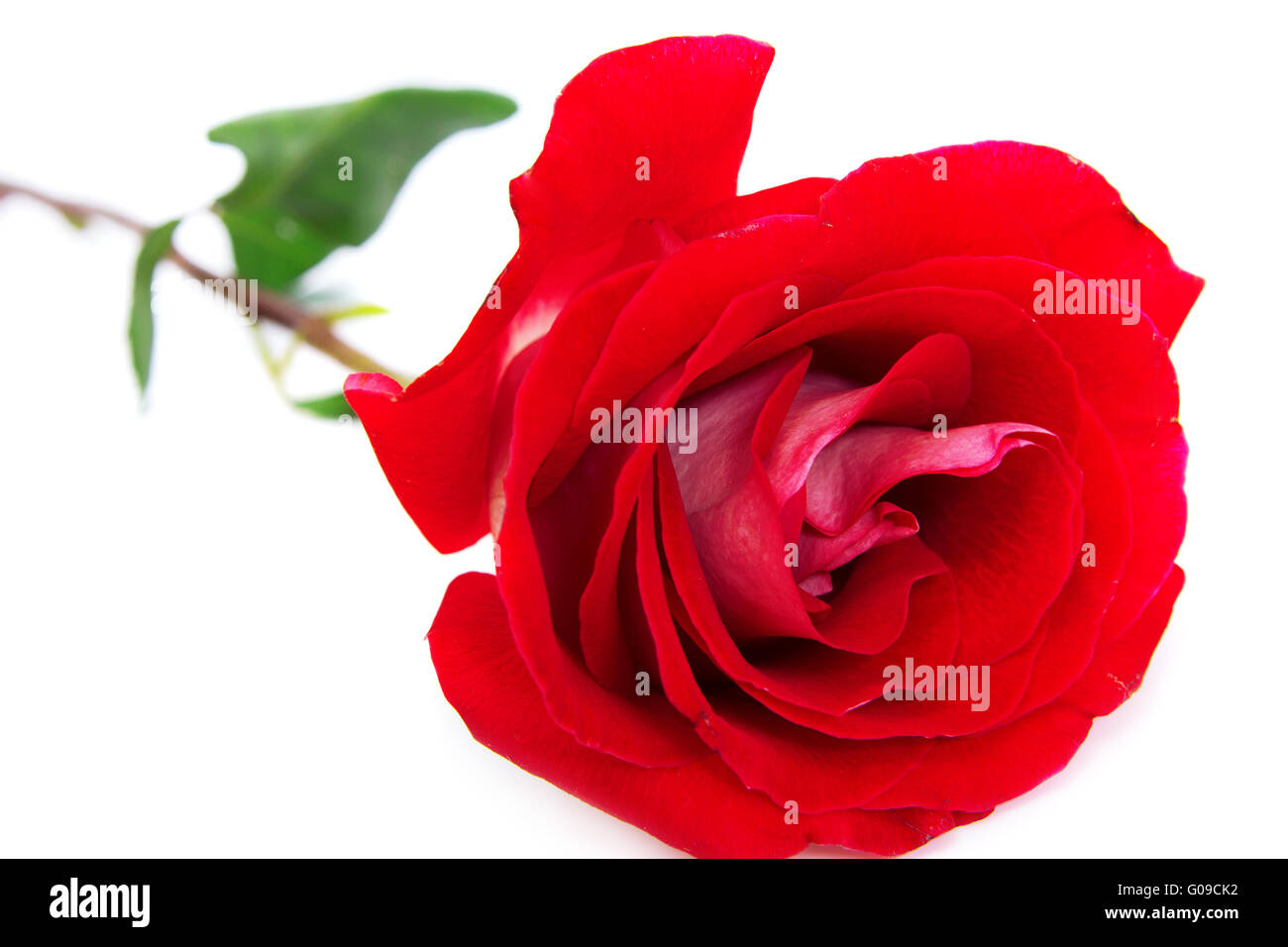 Red bud of rose with green stalk Stock Photo - Alamy
