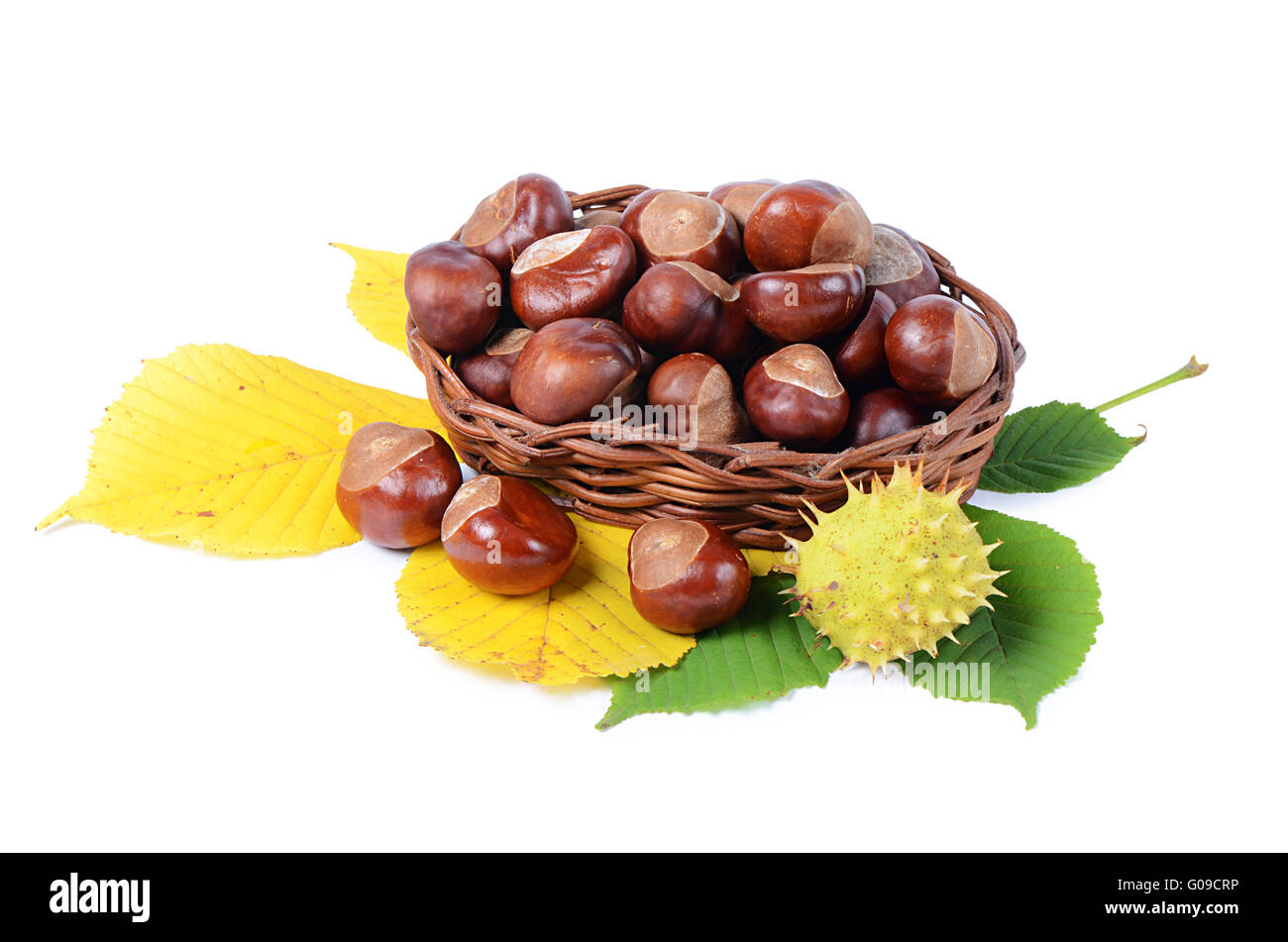 Chestnuts on autumn leaves isolated on white background Stock Photo - Alamy