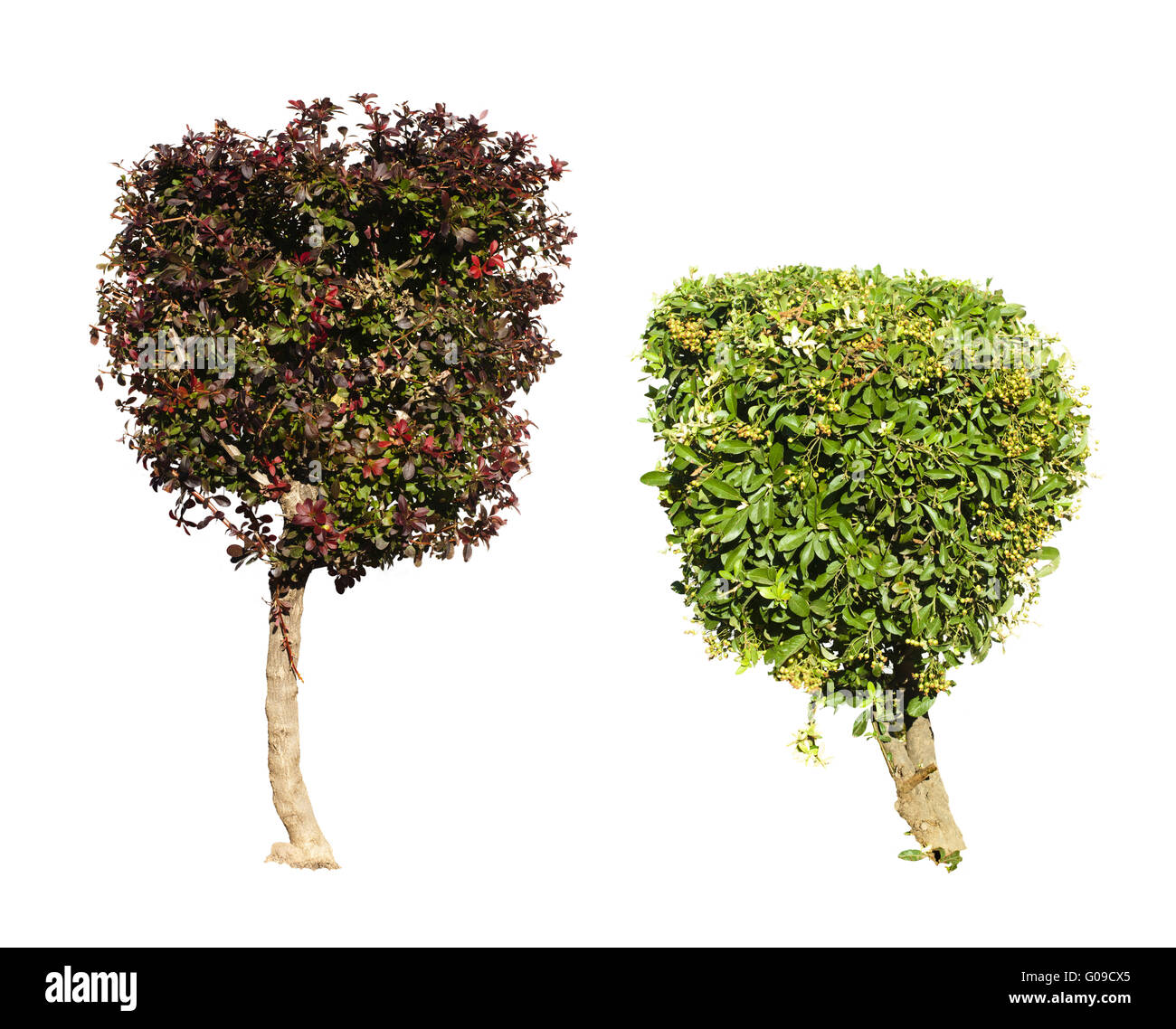 Trees dark green foliage background Cut Out Stock Images & Pictures - Alamy