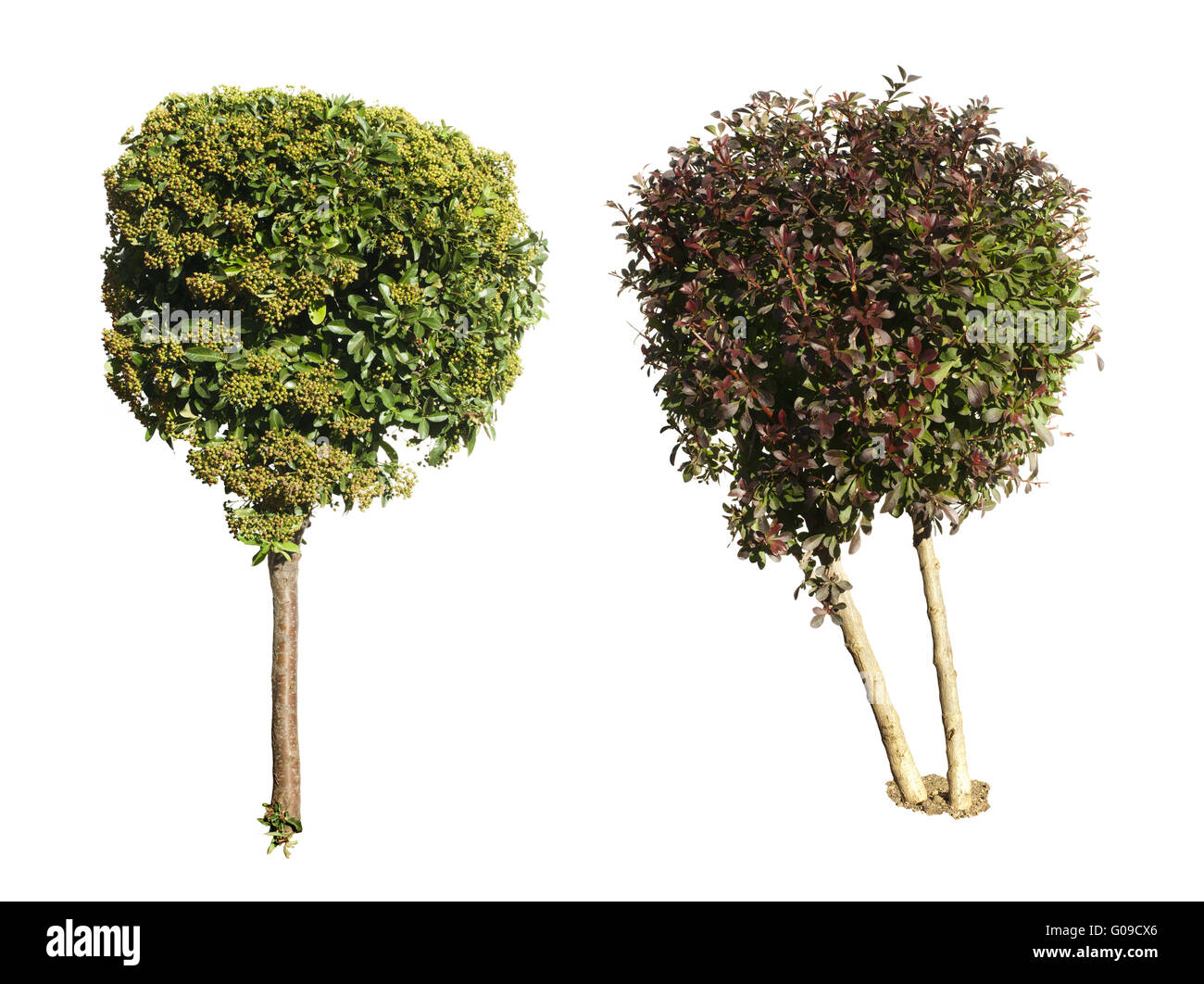 Trees dark green foliage background Cut Out Stock Images & Pictures - Alamy