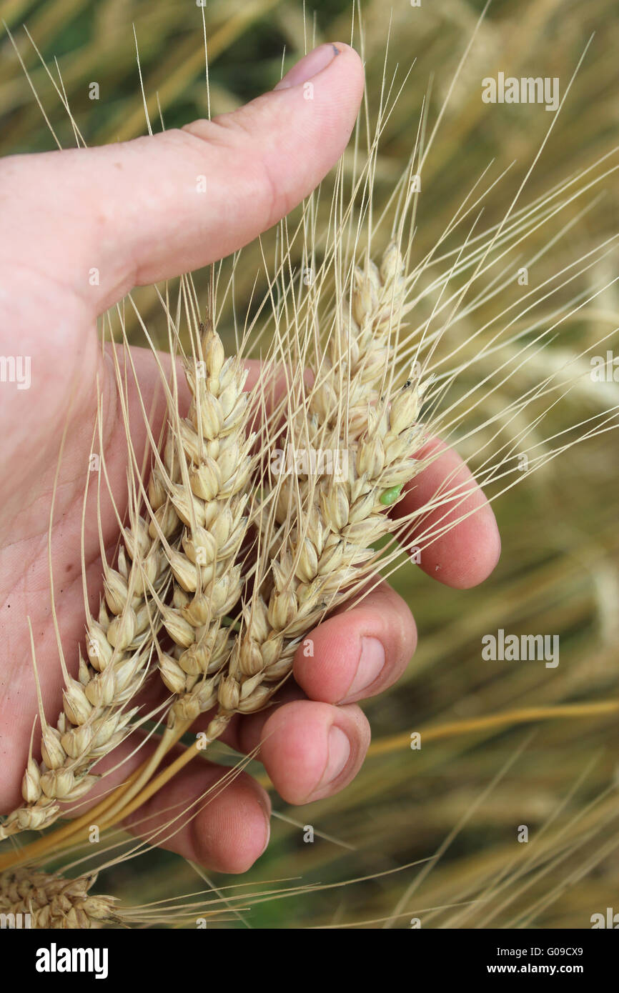 spikelets of the wheat in the hand Stock Photo - Alamy