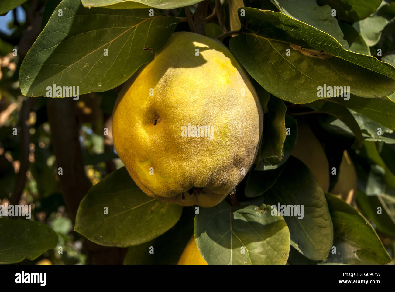 Organic quince hi-res stock photography and images - Alamy