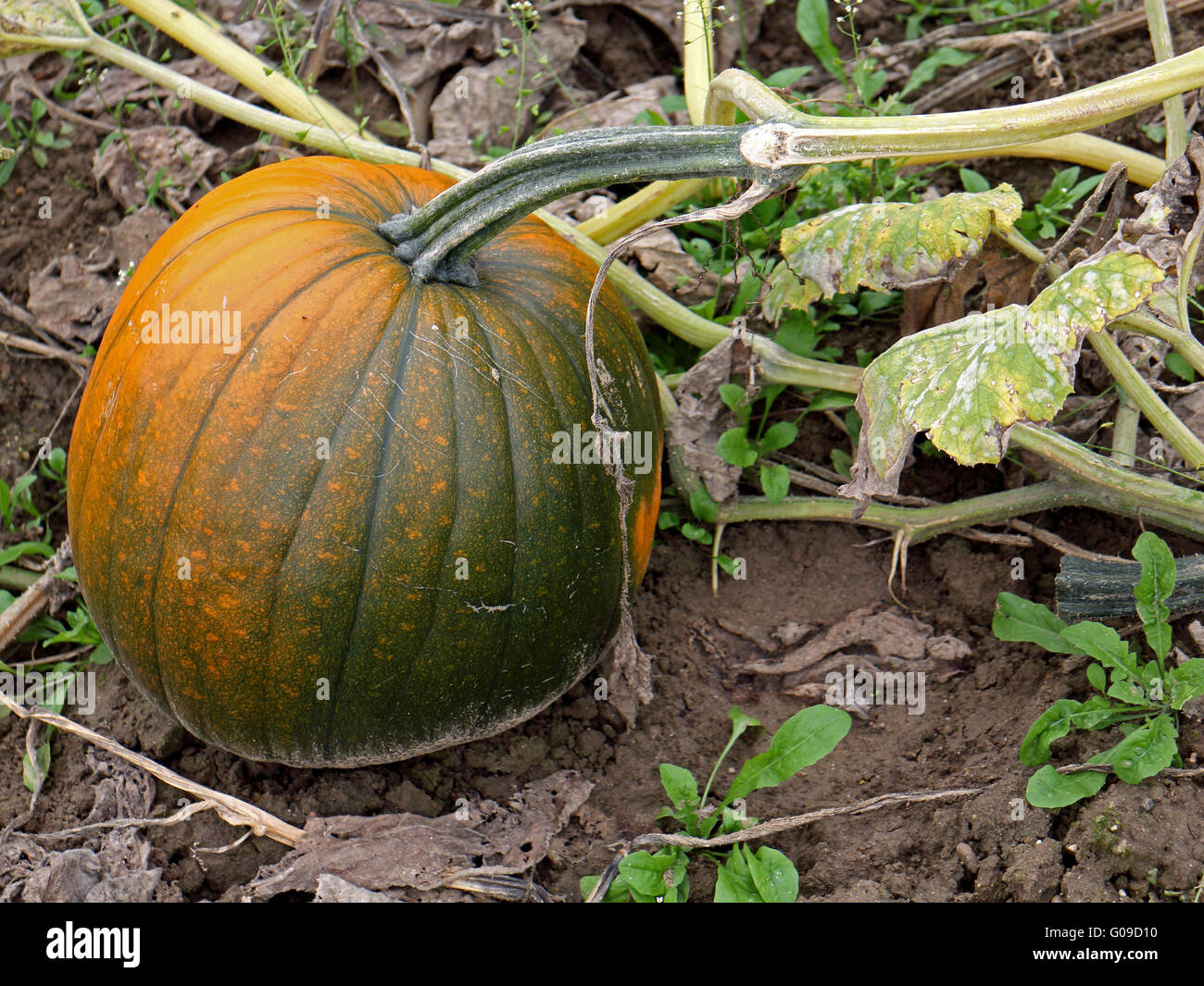 Pumpkin time hi-res stock photography and images - Alamy