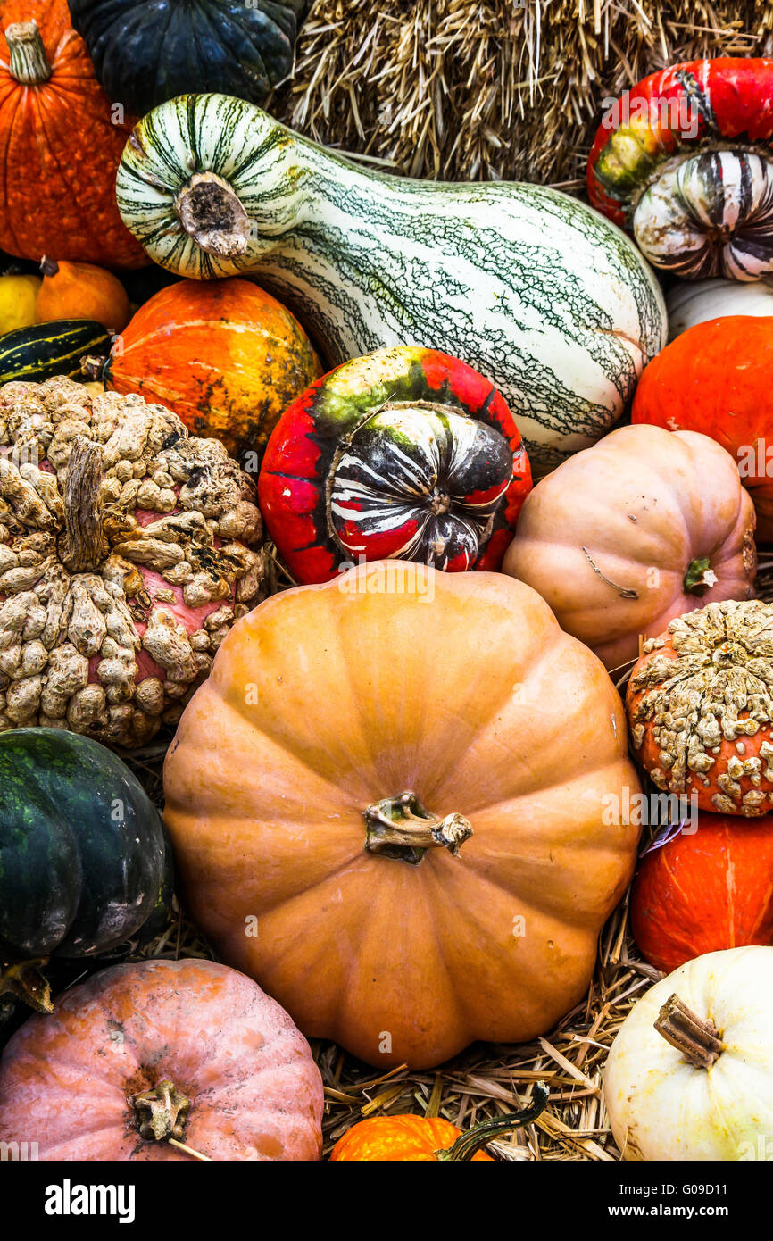 Pumpkins mix background Stock Photo - Alamy