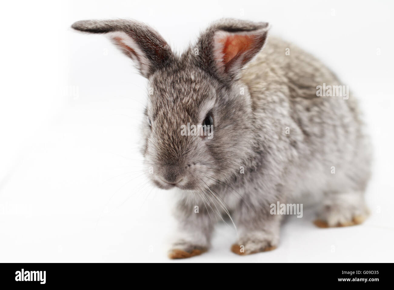 Gray rabbit bunny isolated on white background Stock Photo - Alamy