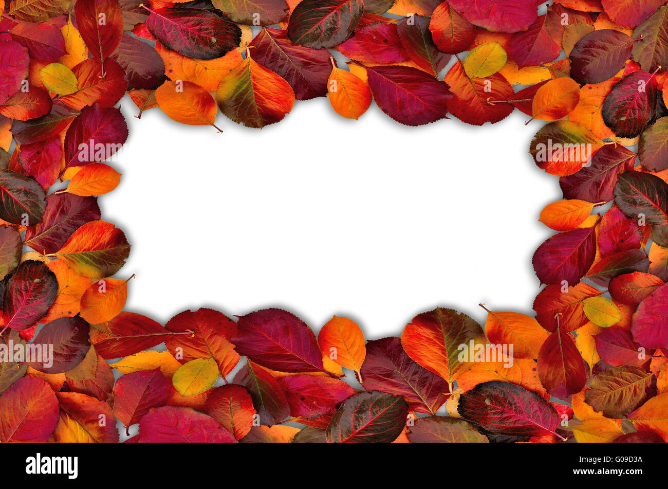 Fall leaves border on white Stock Photo - Alamy