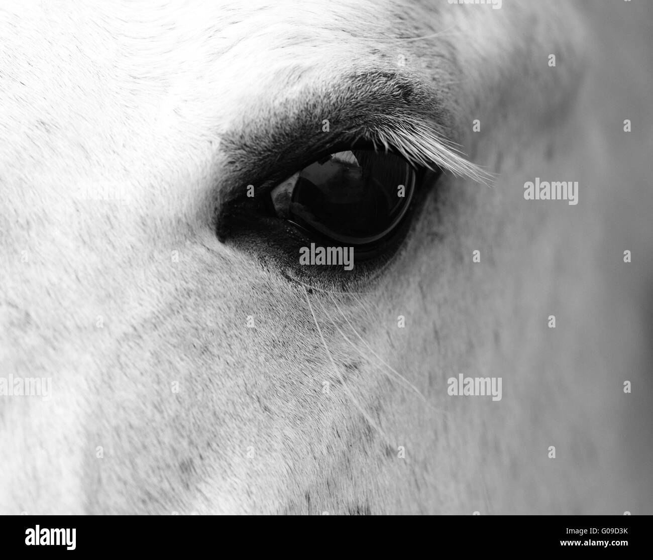 Beautiful lashes Black and White Stock Photos & Images - Alamy