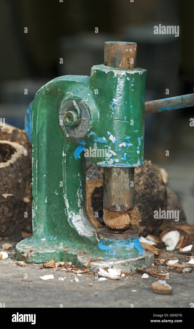 Brazil nut cracker, Peru Stock Photo - Alamy