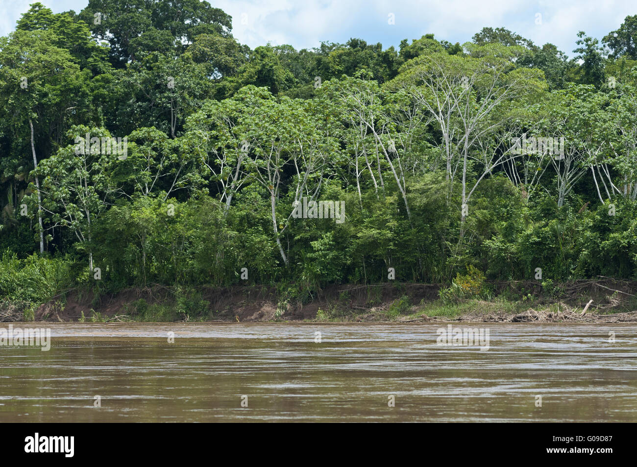Successional forest at the Tambopata river Stock Photo - Alamy
