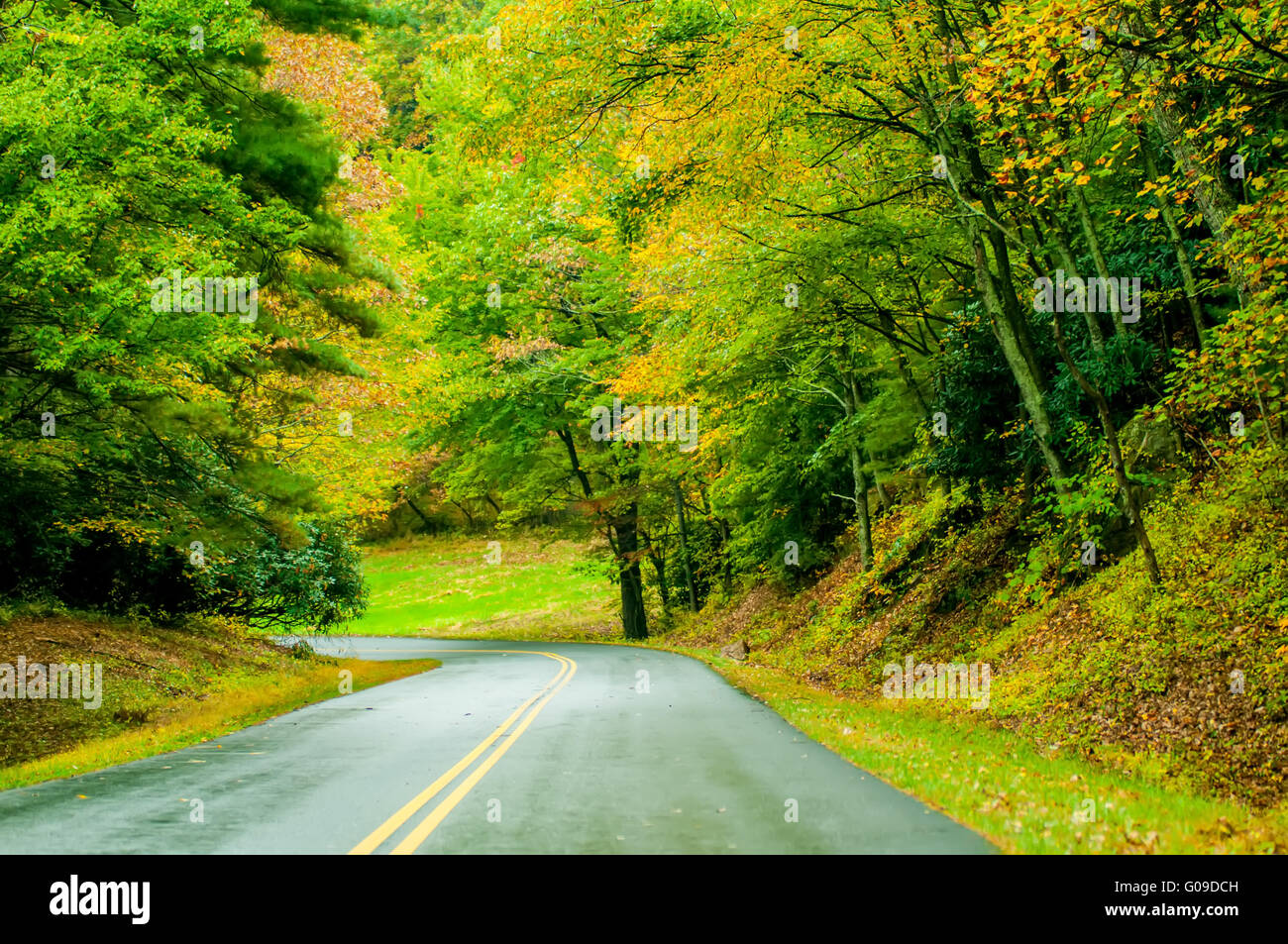 After rain maple leaves hi-res stock photography and images - Alamy
