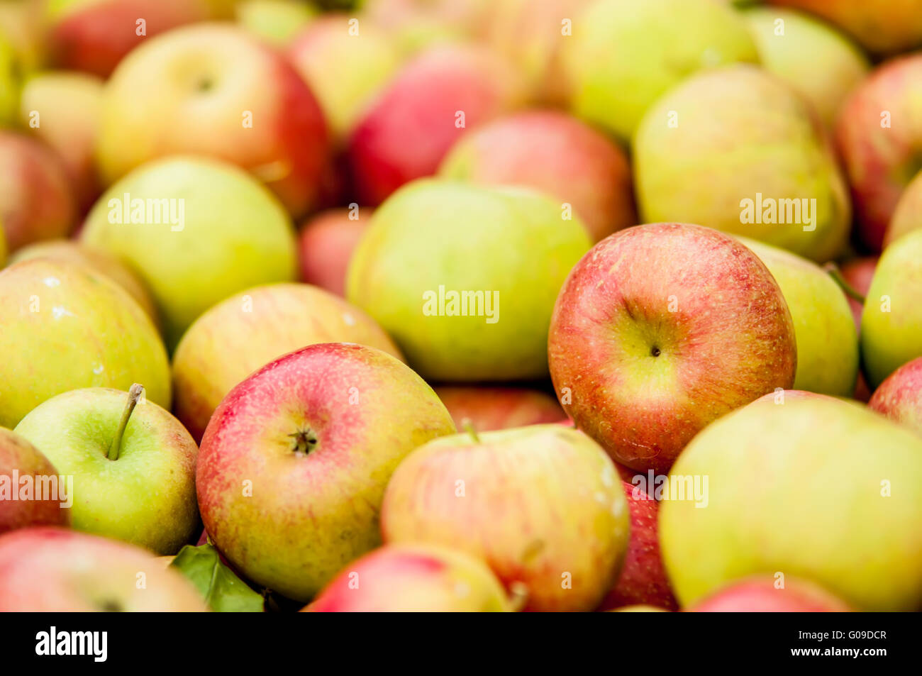 Freshly harvested colorful crimson crisp apples on display at the farmers market Stock Photo - Alamy