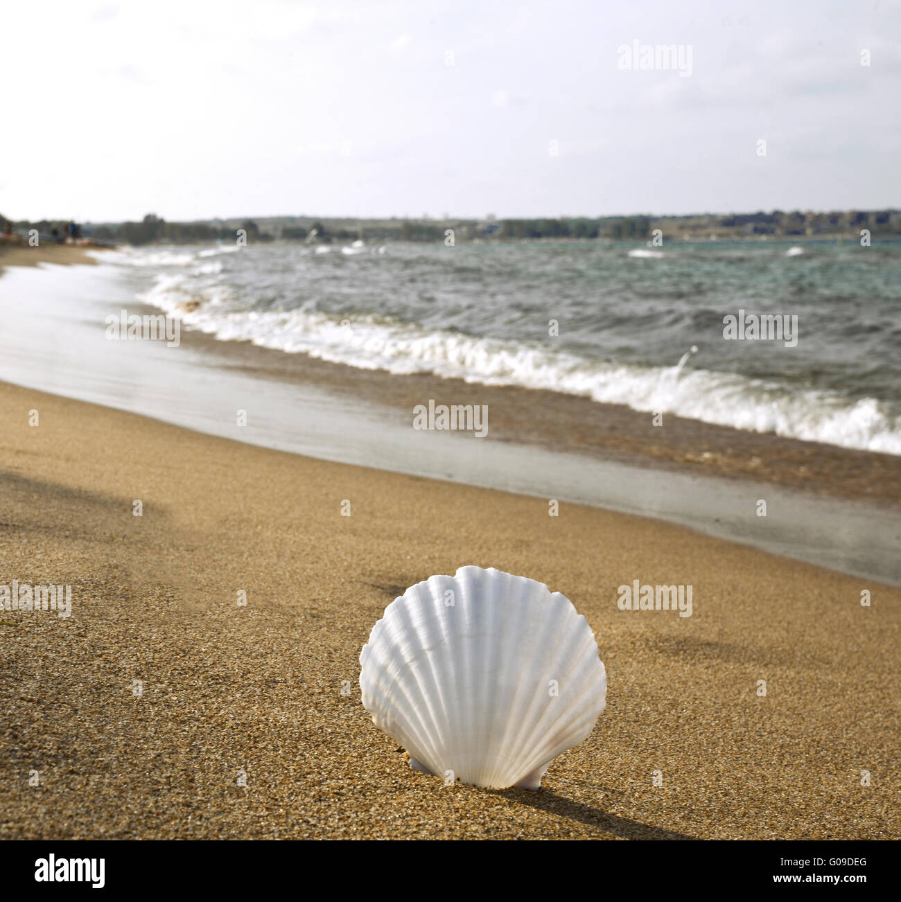 Shell on the beach Stock Photo - Alamy