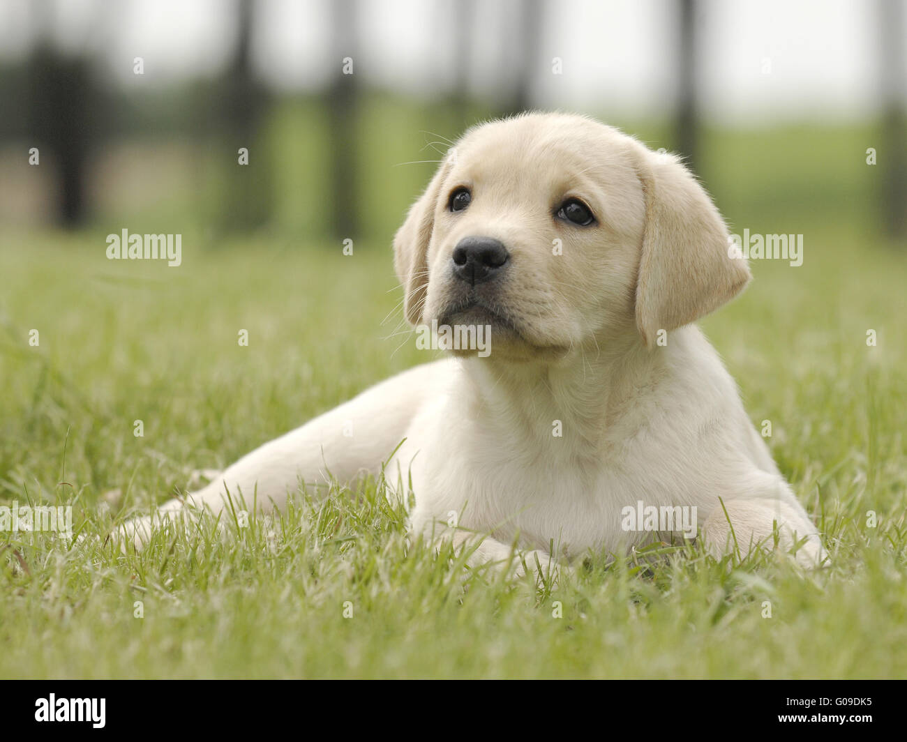 yellow dog puppies Labrador Stock Photo - Alamy