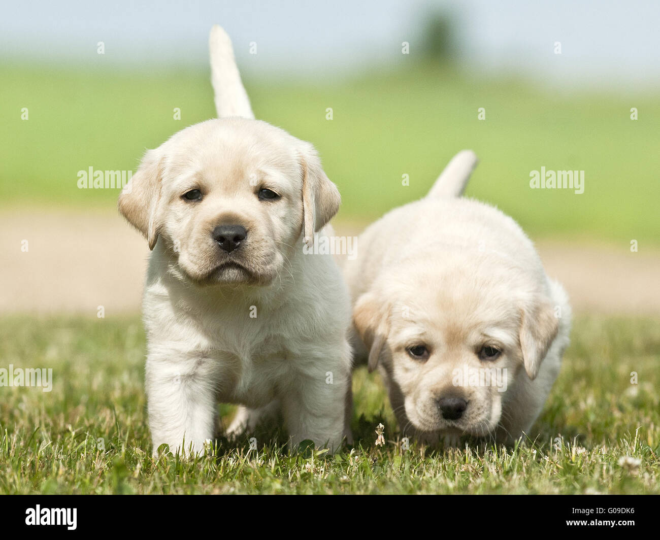 Yellow lab puppies hi-res stock photography and images - Alamy