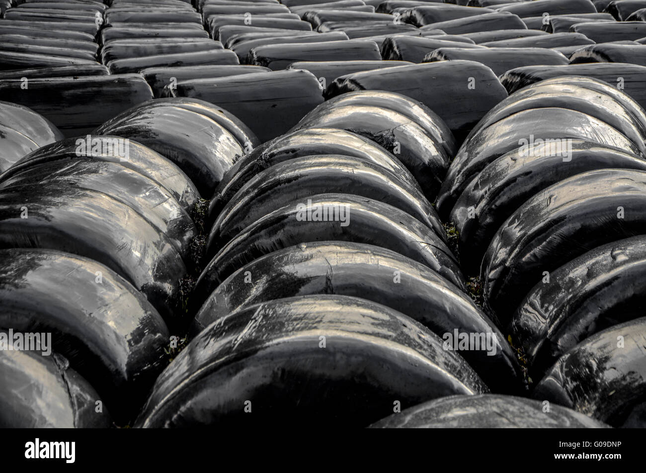 round bale silage Stock Photo - Alamy