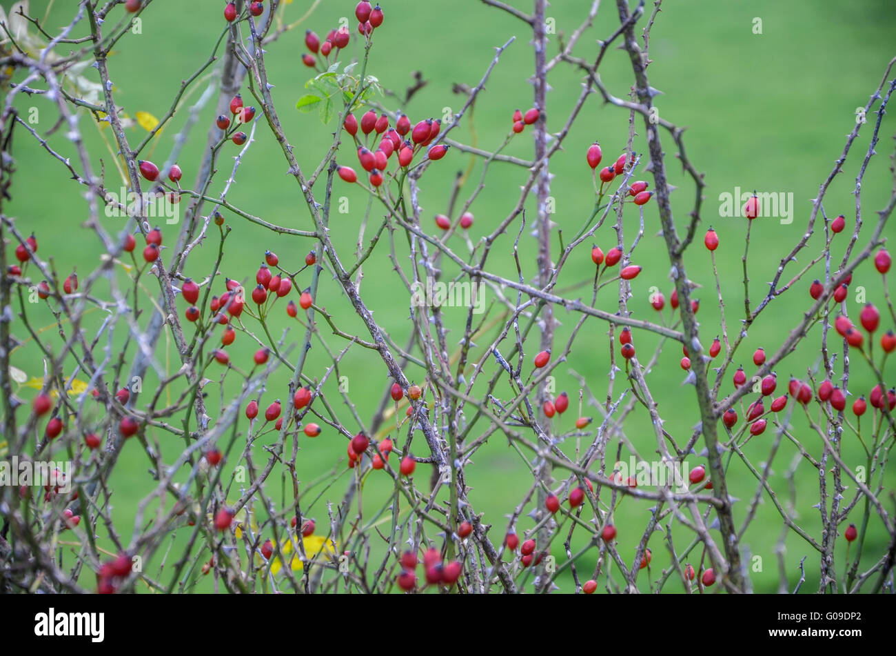 Wild brier hi-res stock photography and images - Alamy