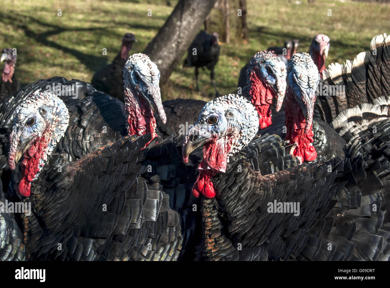 Free range domestic turkeys of meadow in mountain Stock Photo - Alamy
