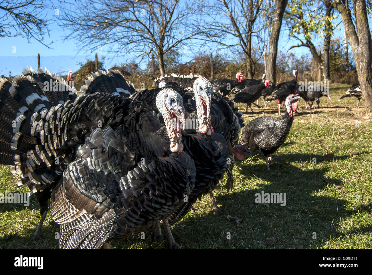 Free range domestic turkeys of meadow in mountain Stock Photo - Alamy