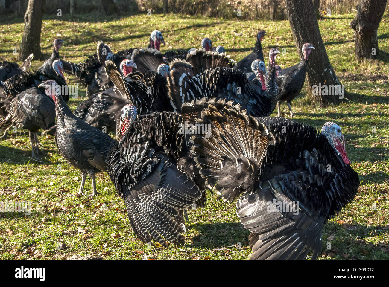 Free range domestic turkeys of meadow in mountain Stock Photo - Alamy
