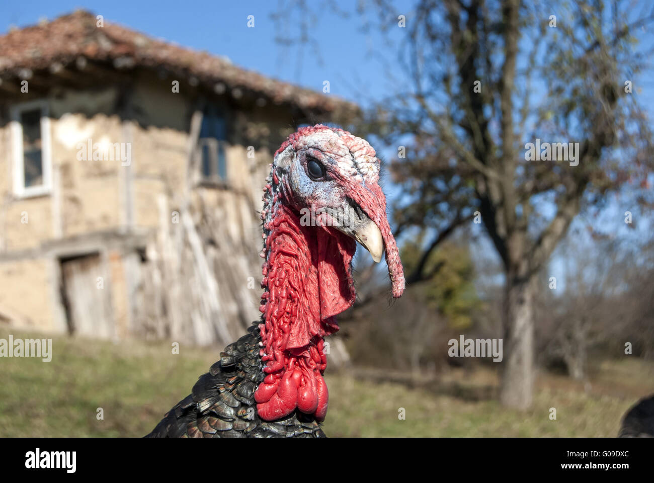 Free range domestic turkey head in mountain farmya Stock Photo - Alamy