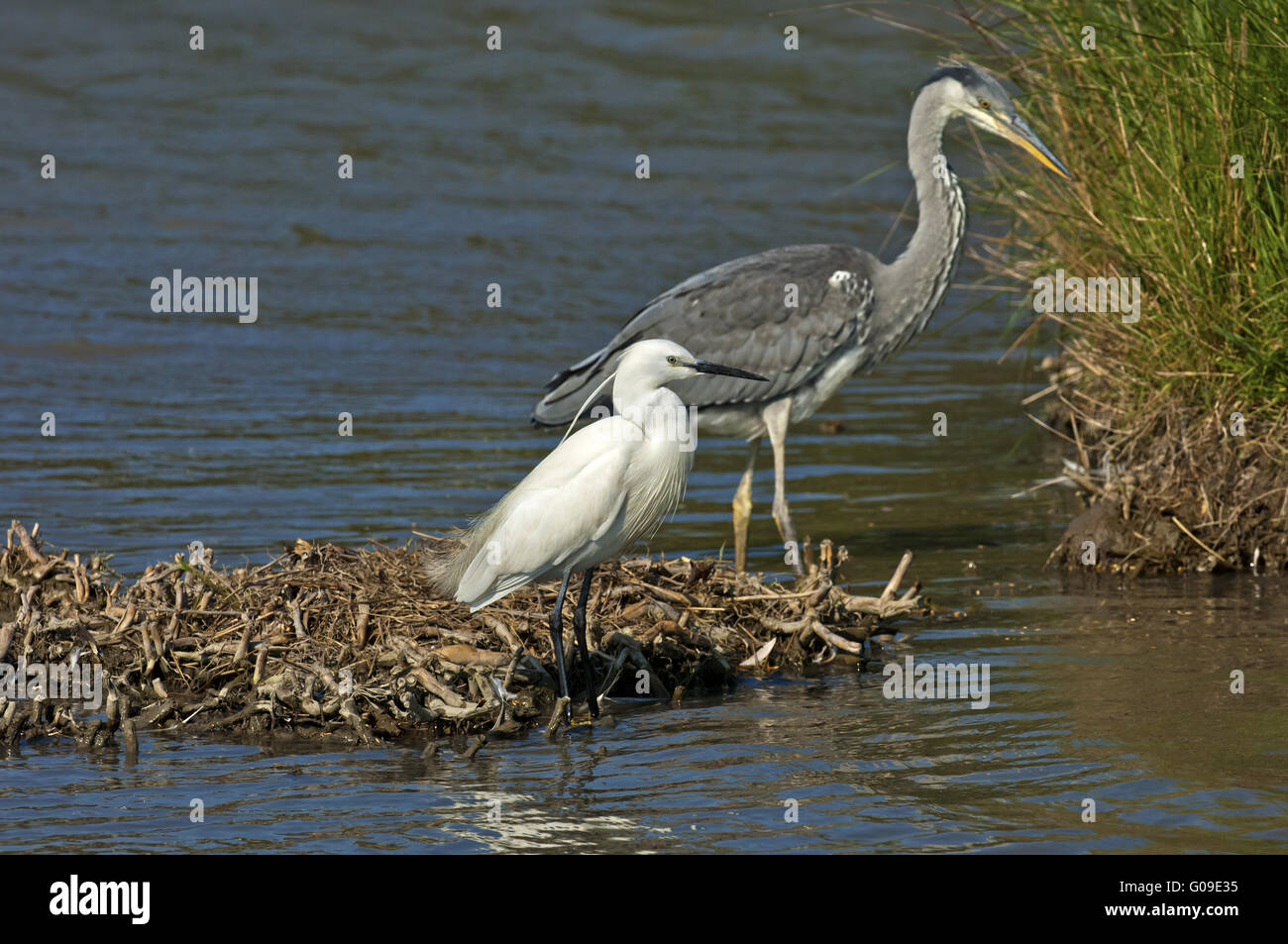 Comparison in size, Little Egret and Grey Heron Stock Photo - Alamy
