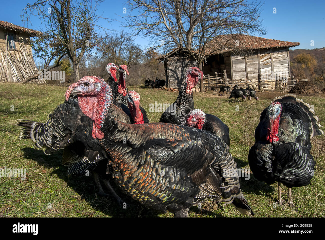 Free range domestic turkeys of meadow in mountain Stock Photo - Alamy