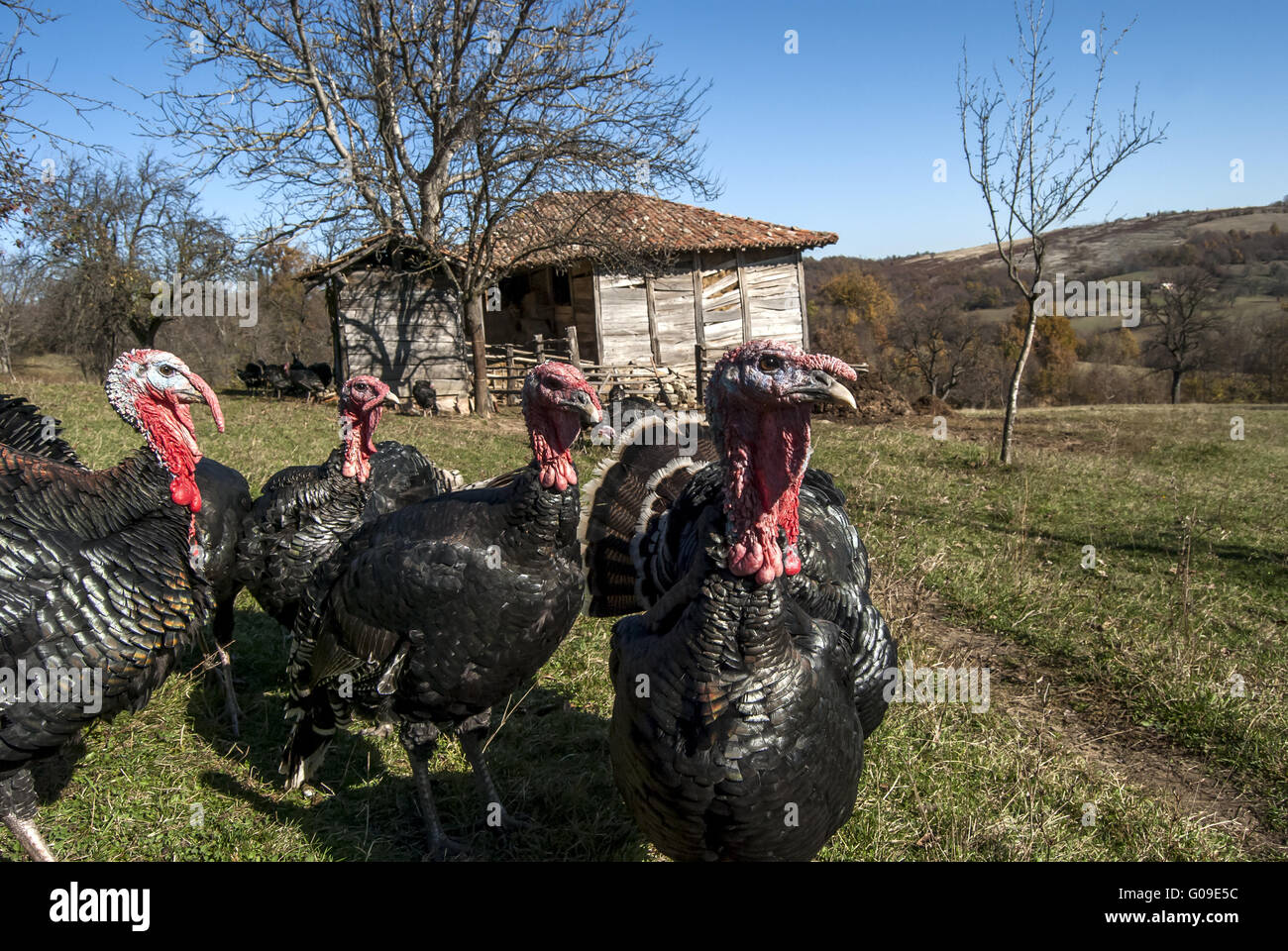 Free range animals hi-res stock photography and images - Alamy