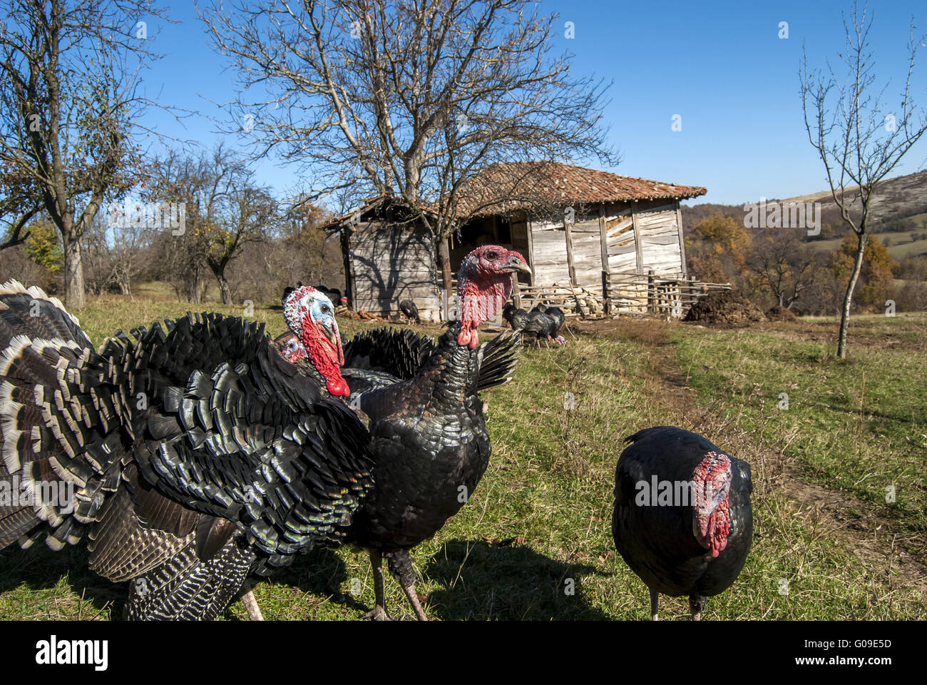 Free range domestic turkeys of meadow in mountain Stock Photo - Alamy