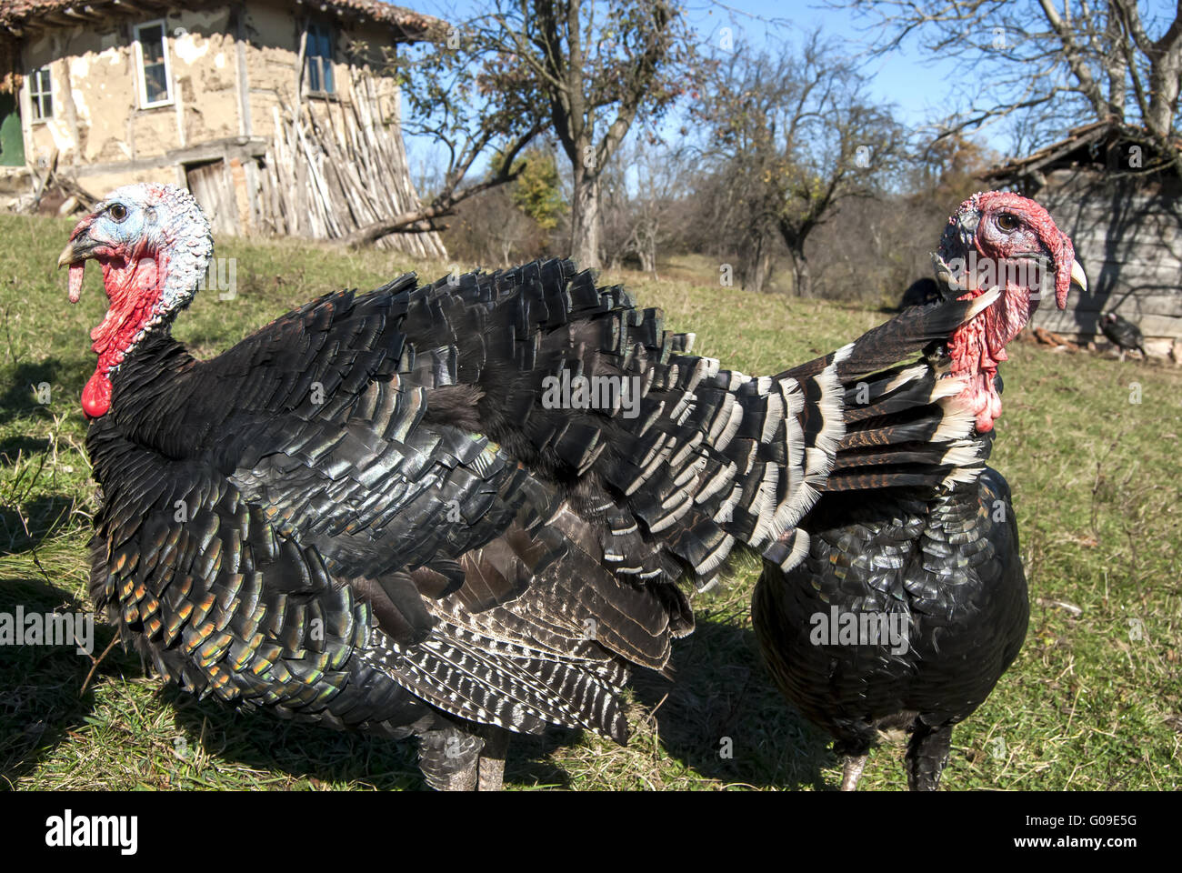 Free range domestic turkeys of meadow in mountain Stock Photo - Alamy