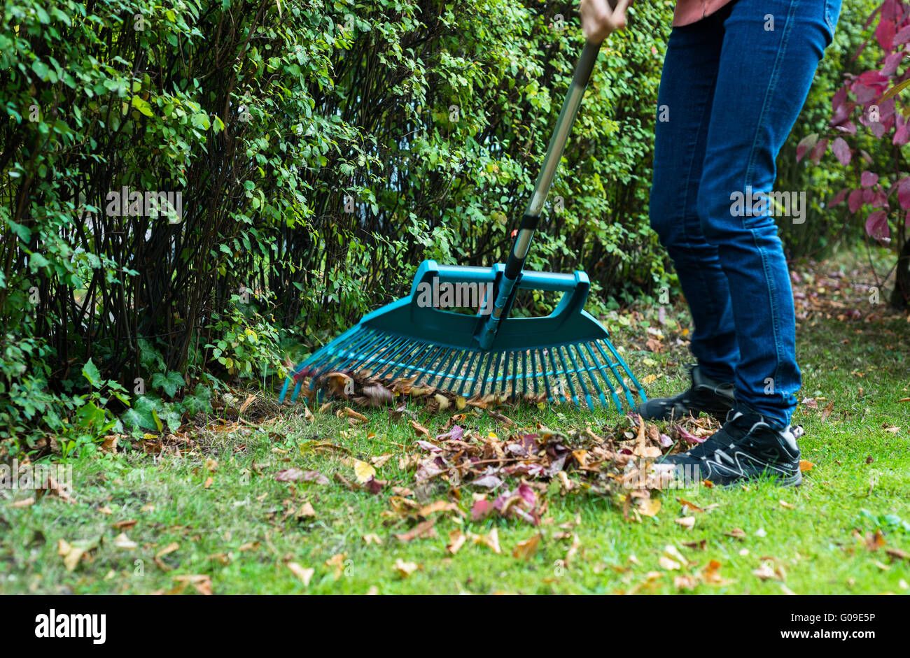 Foliage rake hi-res stock photography and images - Alamy